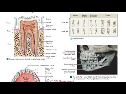 Human Dentitions