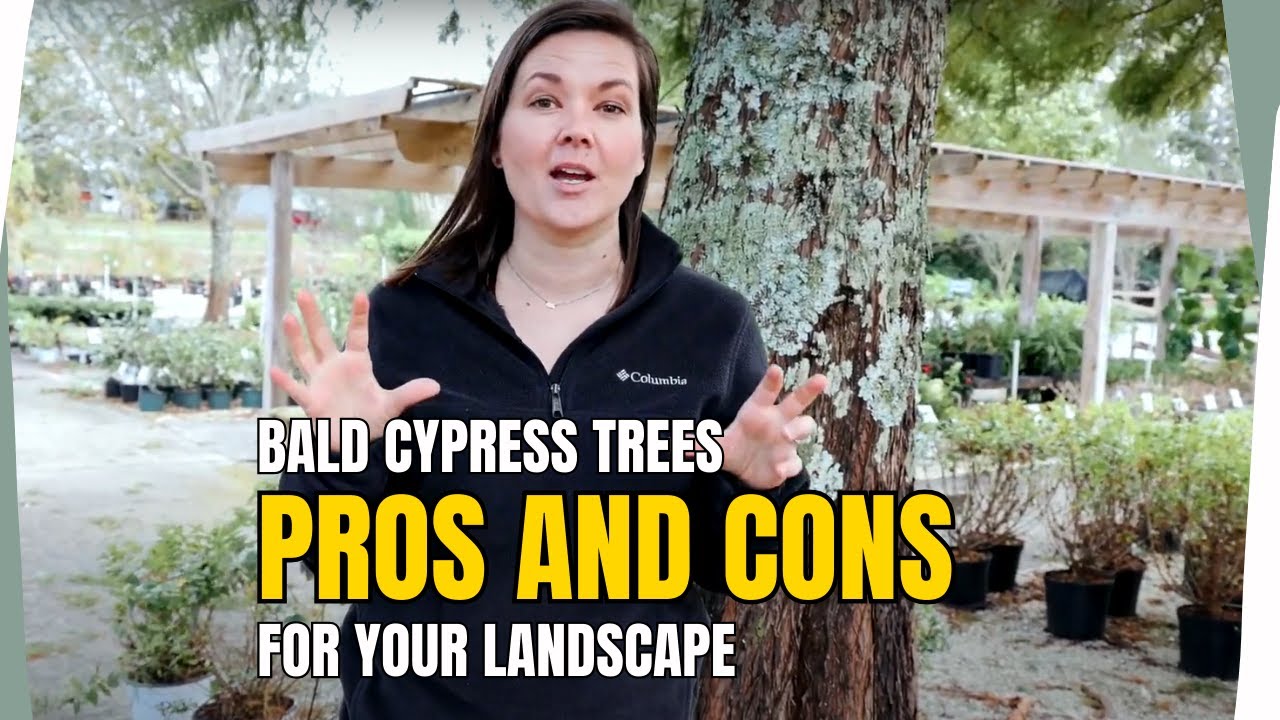 Should I plant a Bald Cypress Tree? | Catherine Arensberg