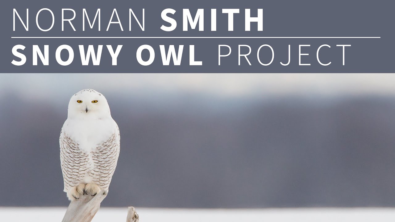 Norman Smith - Snowy Owl Project