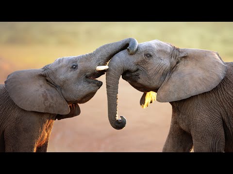 THE ELEPHANT'S TRUNK