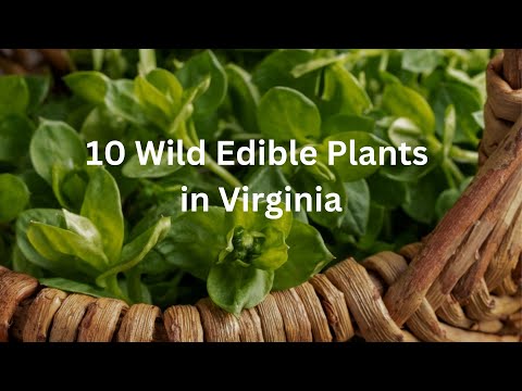 10 Wild Edible Plants in Virginia