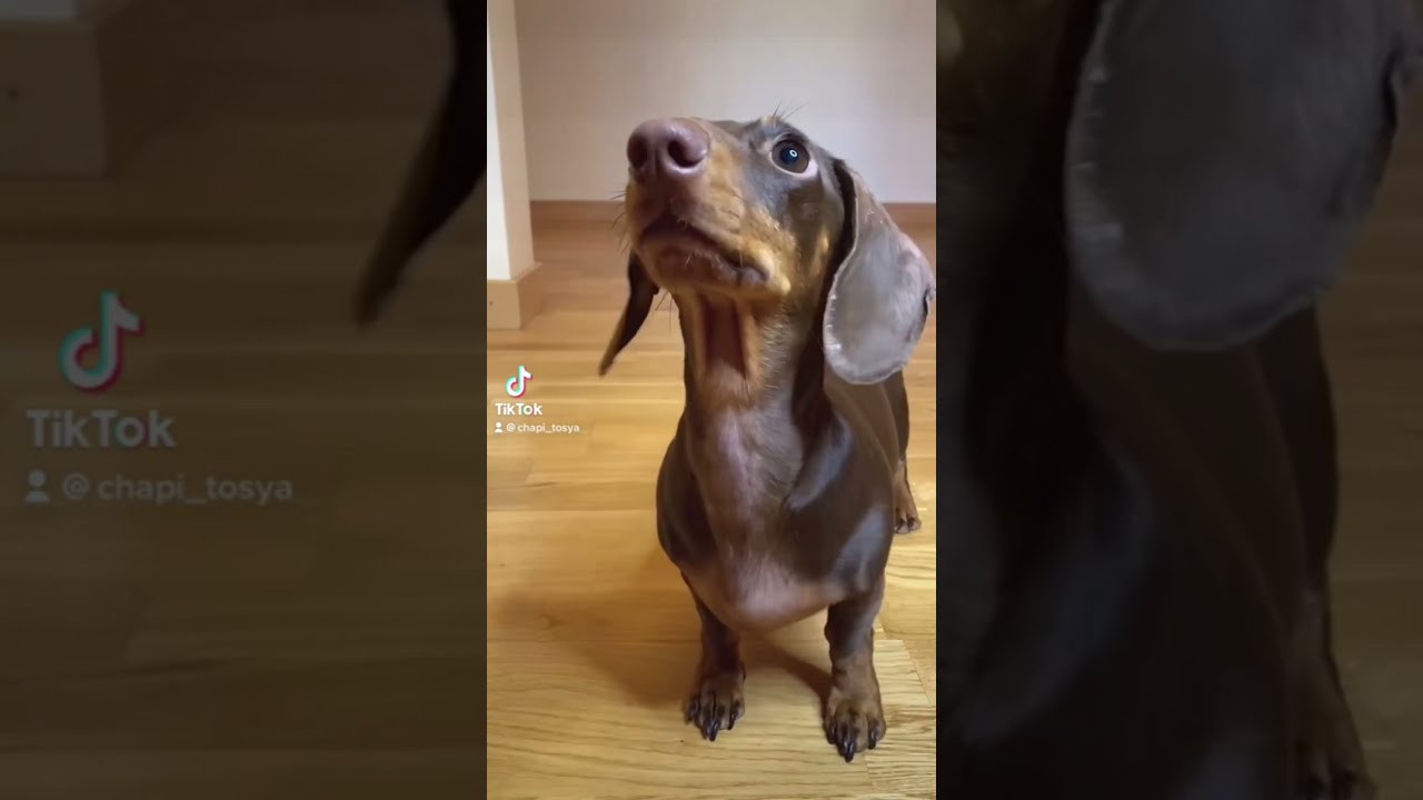 CHAPI GOING TO THE POOL?