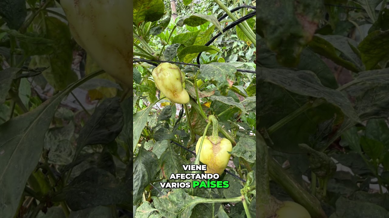 Thrips and climate change are threatening crops! #podcasting #clip
