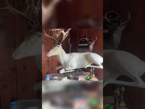Big deer, lifesize taxidermy mount π¦ #taxidermy #art #wildlife #animals