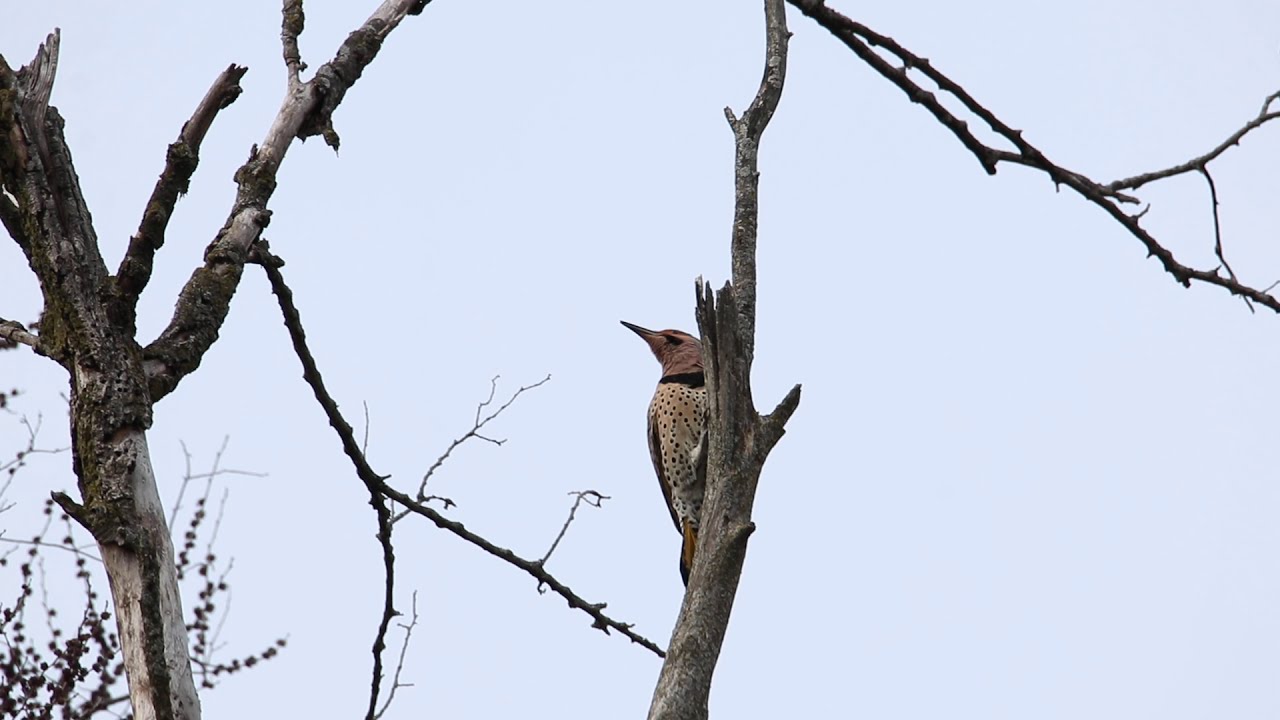 Northern Flicker Calling (Yellow-shafted)