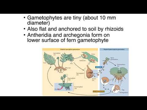 Fern, Moss and Conifer Reproduction