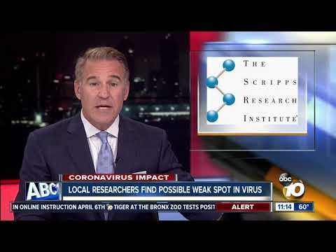 Scripps Research finds possible weak spot in virus