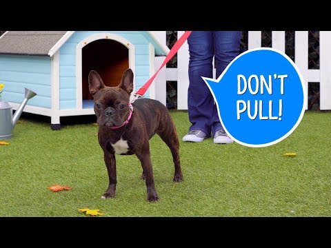 How to Teach Your Dog Not to Pull on a Leash | Chewy