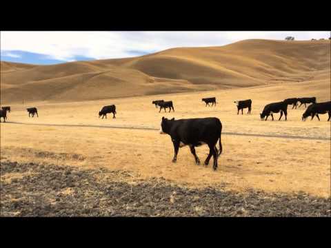Cows of Livermore: the movie