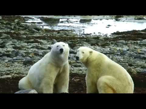Polar Bears In Action #polarbear #animalsfight