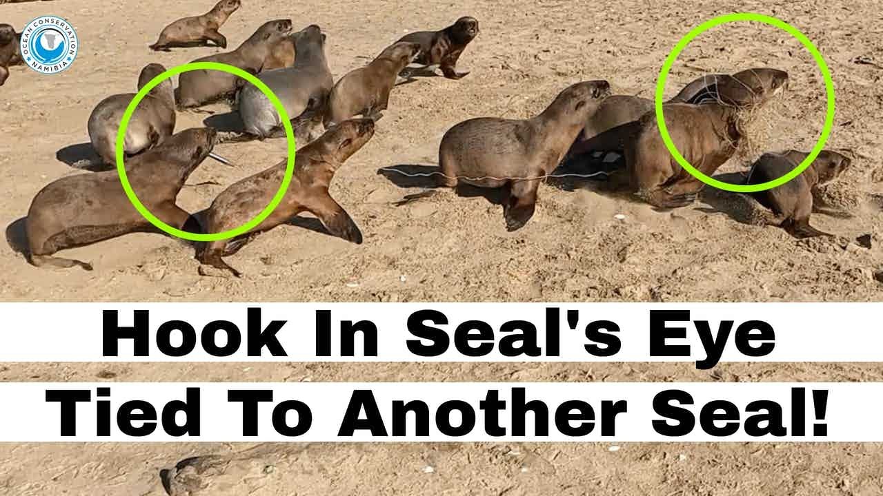 Hook in Seal's Eye Tied To Another Seal!