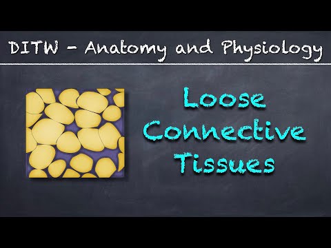 DITW - Loose Connective Tissues