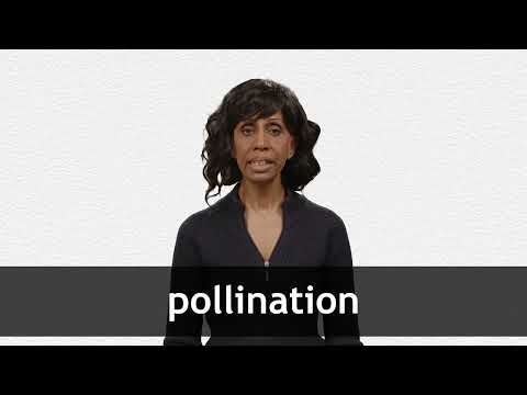How to pronounce POLLINATION in American English