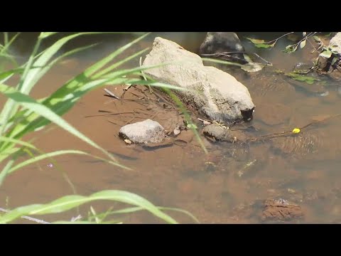 Toxic waste cleanup underway in underserved Greenville community