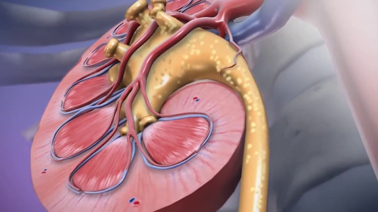 Visible Body | Creating a 3D Tour of the Urinary System
