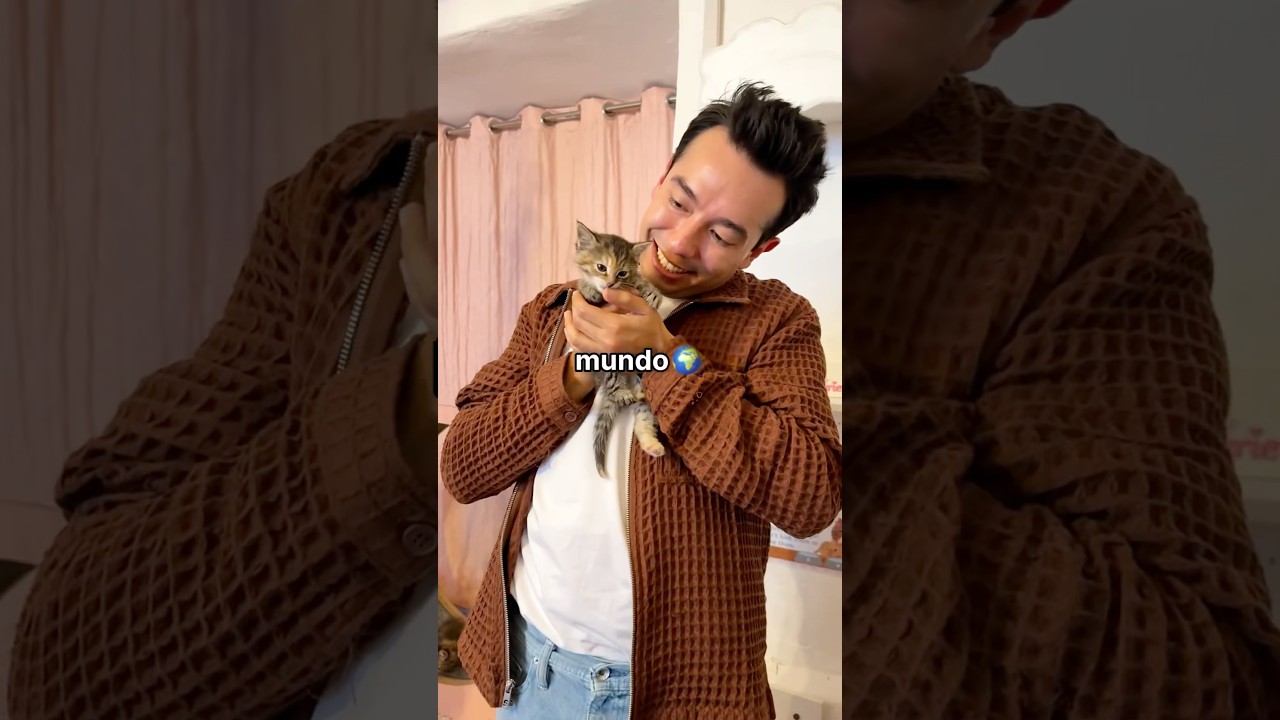 El Gato Más Pequeño del Mundo 🐈