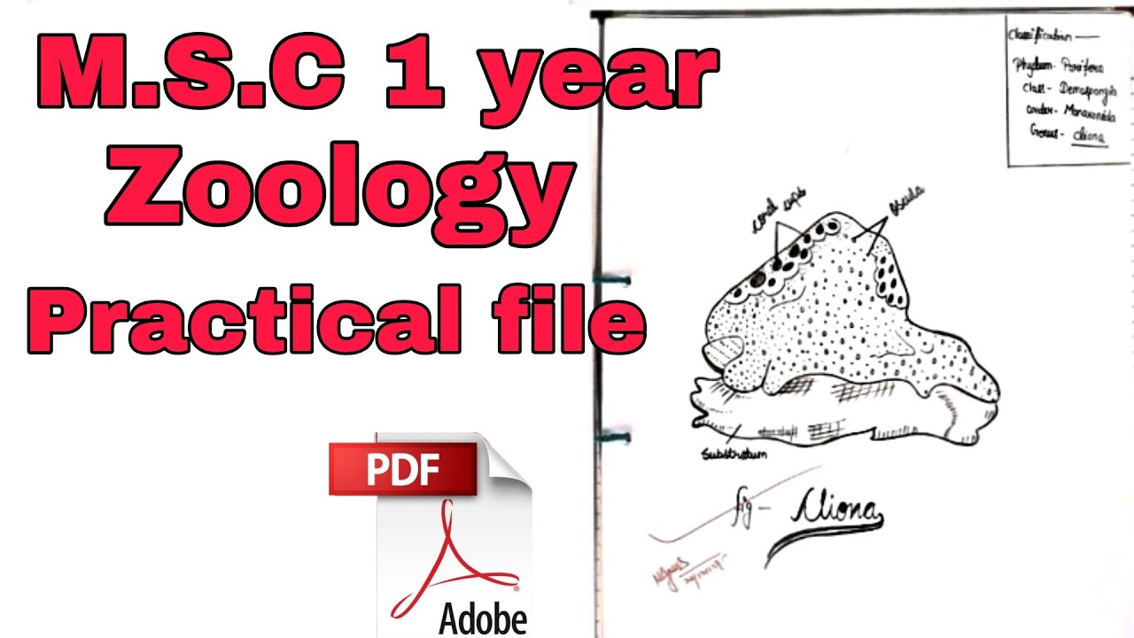Msc 1 year zoology practical file with pdf download