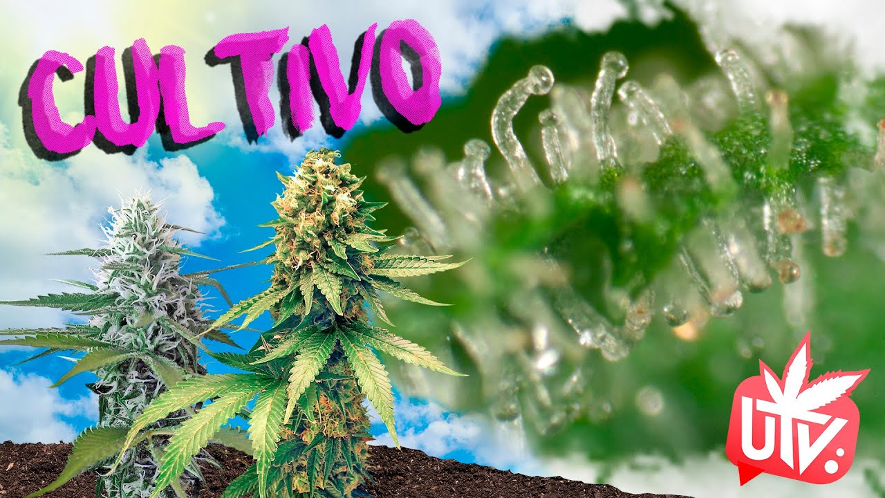 ¿Qué son los TRICOMAS? ¿Qué ASPECTO tienen y qué FUNCIÓN cumplen?