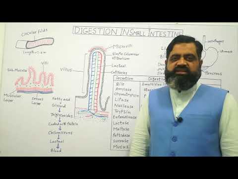 Digestion in Small Intestine Urdu /Hindi medium @prof.masoodfuzail| Structure of Villi | Villus