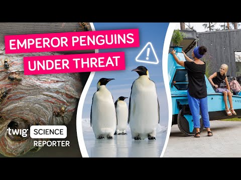 Twig Science: The Melting Home of Em…: English ESL video lessons