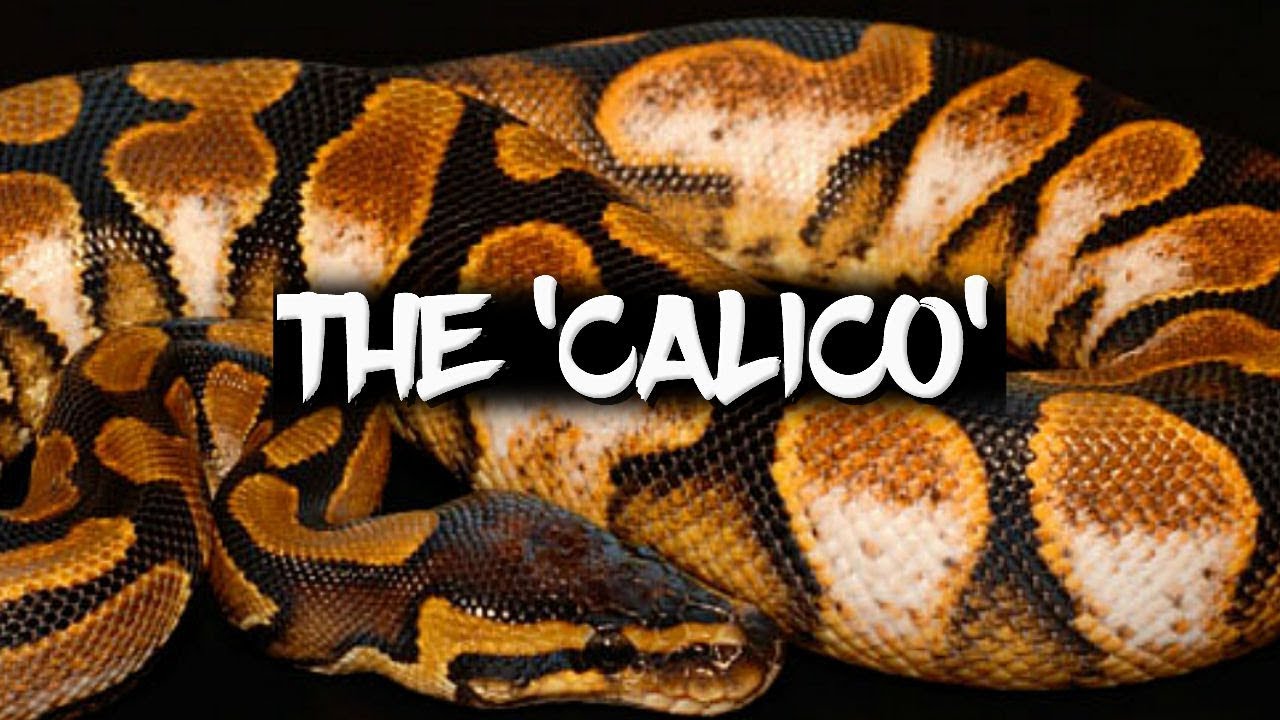The Potential of the 'Calico' ball python!