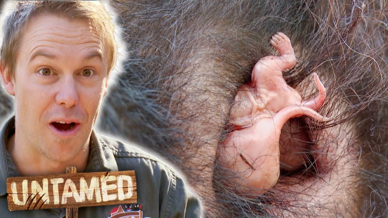 These Tasmanian Devils Have Given Birth! 😮 | The Wild Life Of Tim Faulkner S02 E17 | Untamed