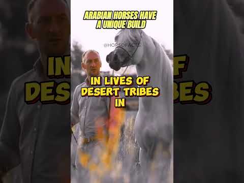 Arabian Horses Have a Unique Build