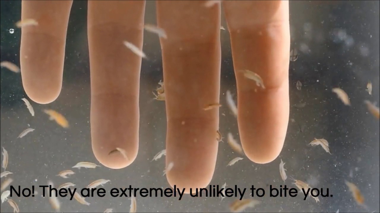 Amazing amphipods