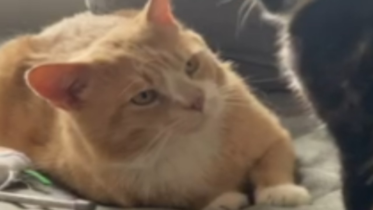 Stray cat helps friend find a forever home