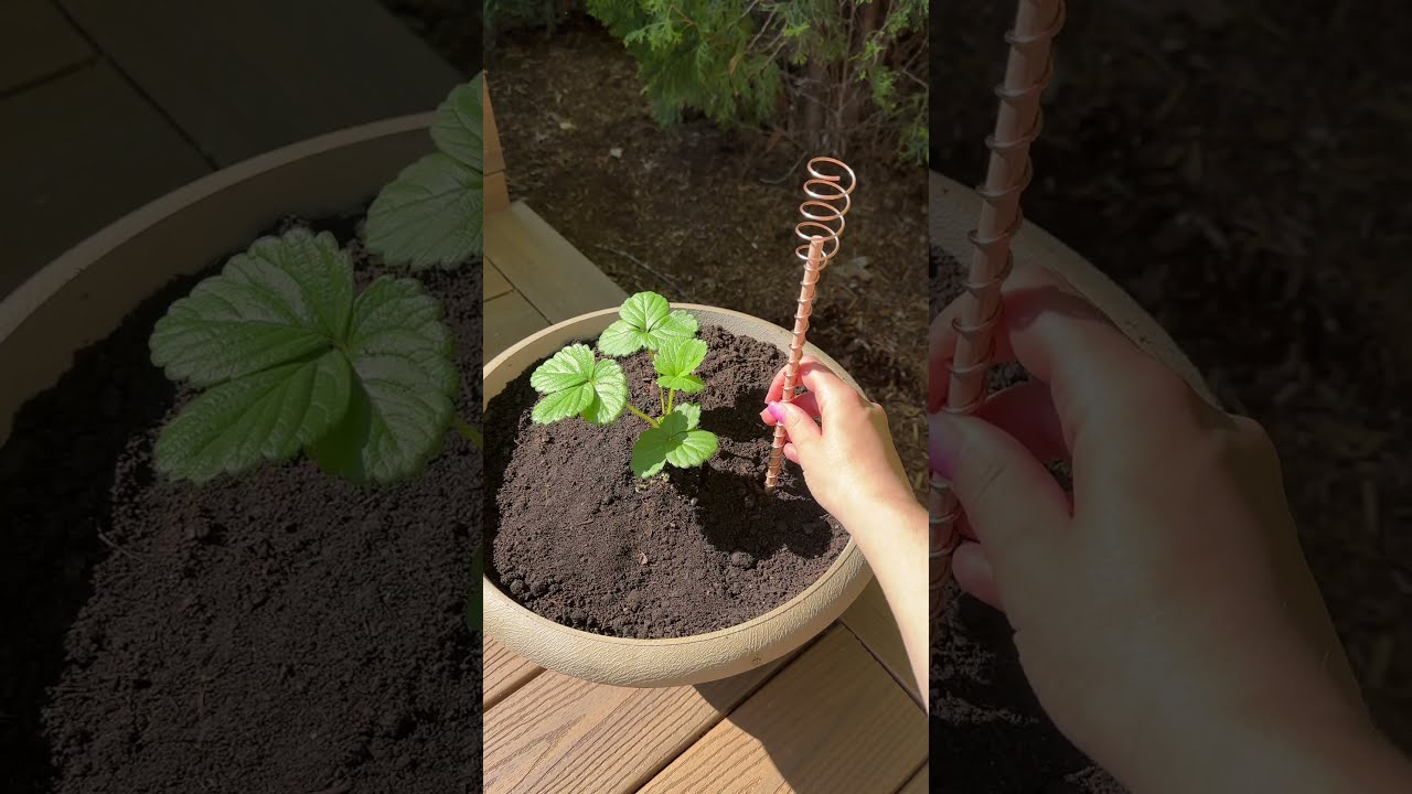 Electroculture gardening experiment part 1⚡️🍓 #garden #cozy #diy
