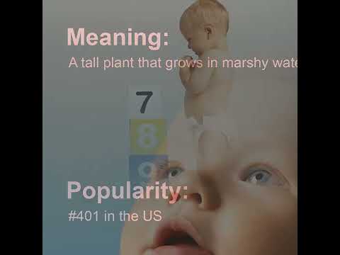 Reed Baby Name Meaning, Origin and Popularity, by SleeplessParent.com
