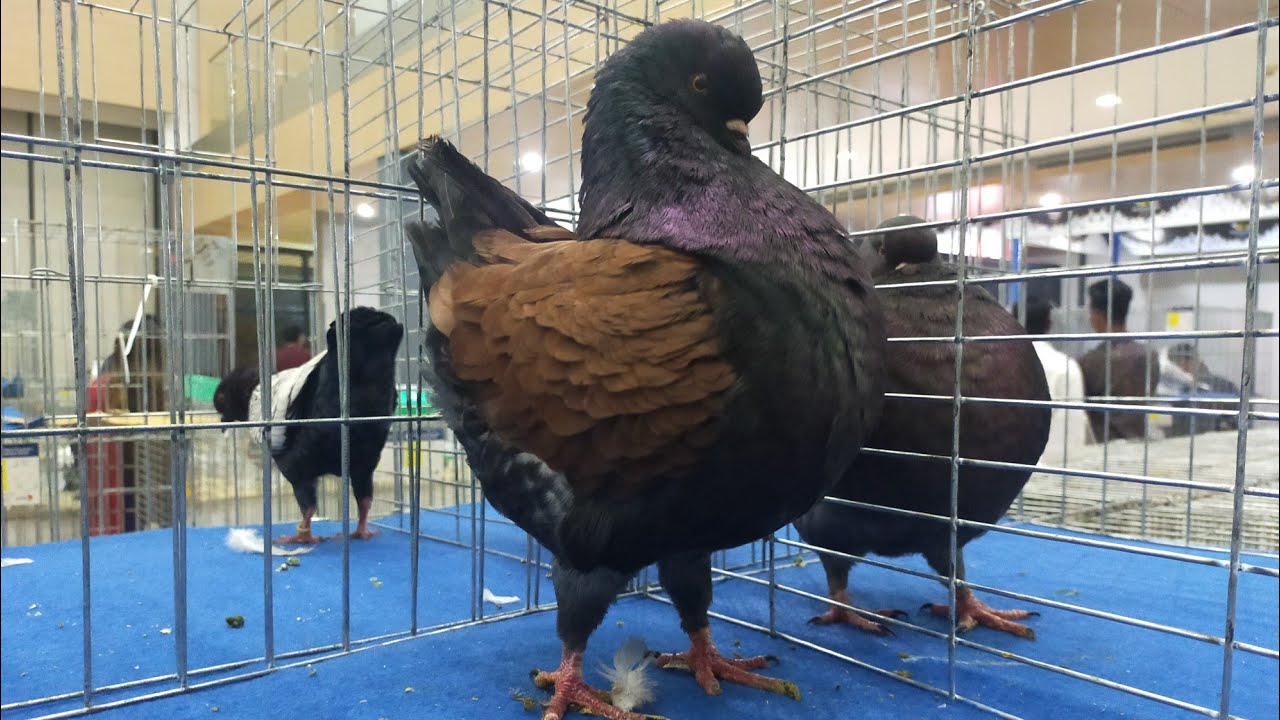 Modena pigeons / NPAB show 2020