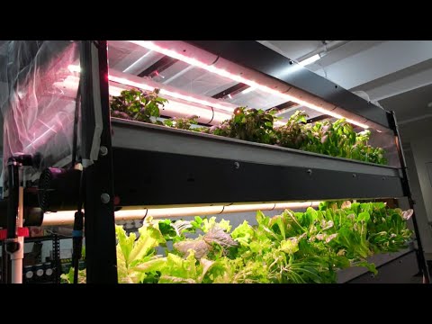 Canada: A look at how urban farming is growing in Quebec | Food and ...