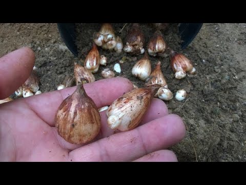 When and How to Collect Freesia Flower Bulbs