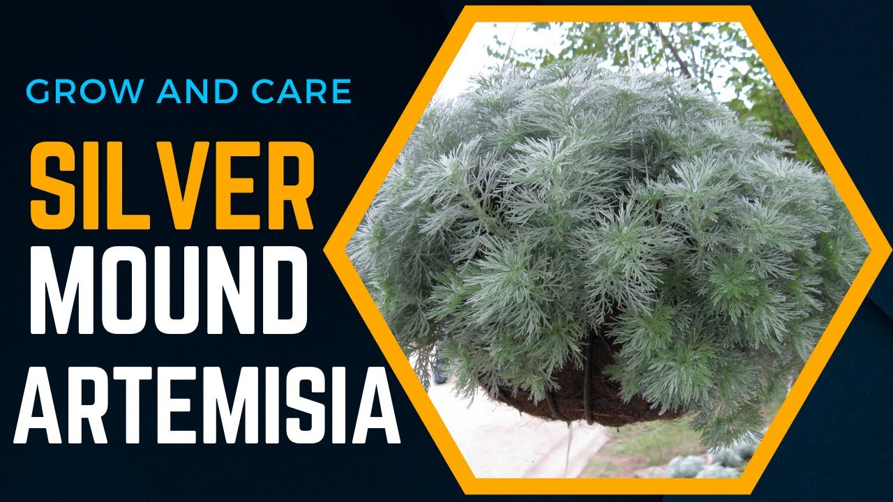 How to Grow and Care for 'Silver Mound' Artemisia