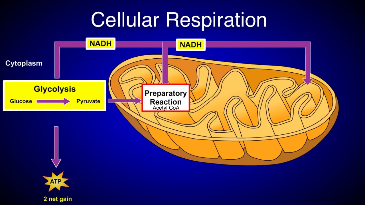 Understanding Cellular Respiration: The Energy Production Process in ...