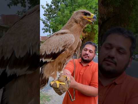 The World Biggest Golden Eagle