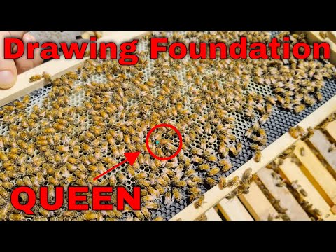 🔵What Your New Bees Need! - NUC Follow Along Ep. 2 - Drawing Foundation