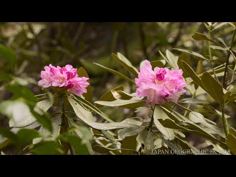 JG☆☆8K HDR Shiga,Wild Rhododendron Colony at Kaigakedani(Natural Monument) 滋賀 鍵掛谷のシャクナゲ(天然記念物)