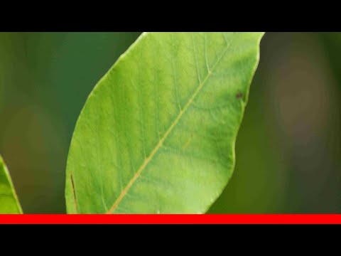 Poison Sumac Pictures For Identification 🛋️
