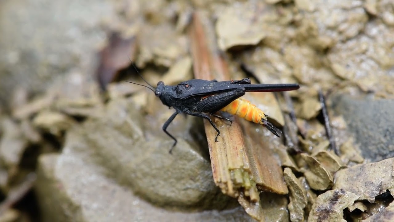 Pygmy Grasshopper PNG