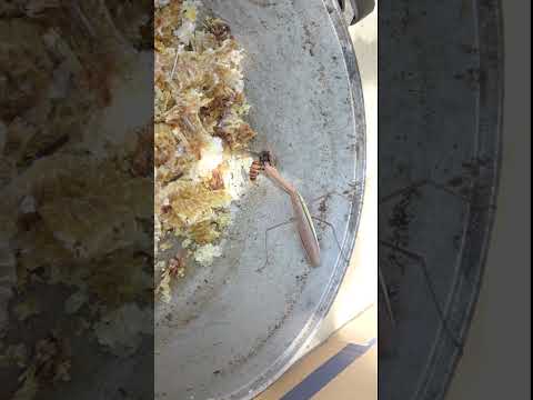 A Narrow Escape. Praying Mantis vs Giant Hornet
