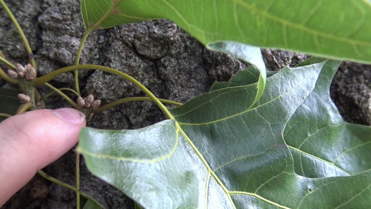 Identifying northern red oak