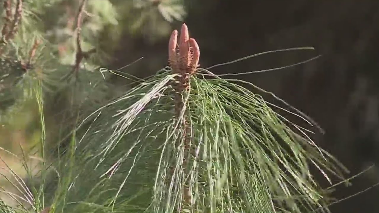 Portland’s Urban Forestry trains hundreds of tree stewards