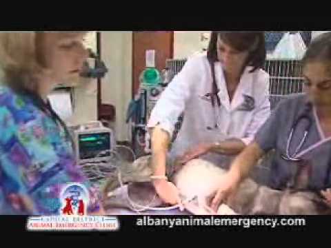 Capital District Emergency Clinic