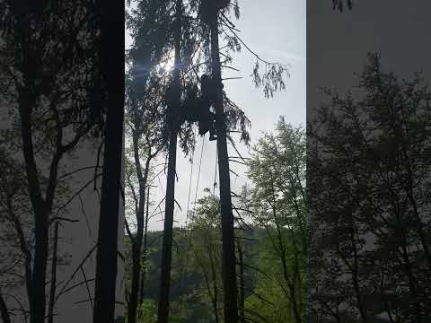 Paragleiter-Rettung aus Baum in Hofkirchen im Mühlkreis