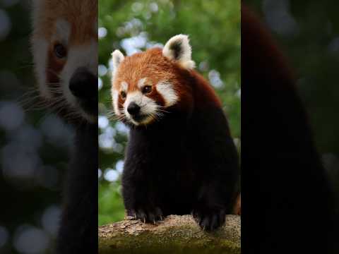 Red panda #shorts #trending #new