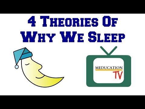 4 Theories On Why We Sleep