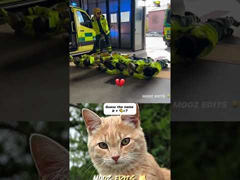 Funπ€£#cat #memes #funny #trending