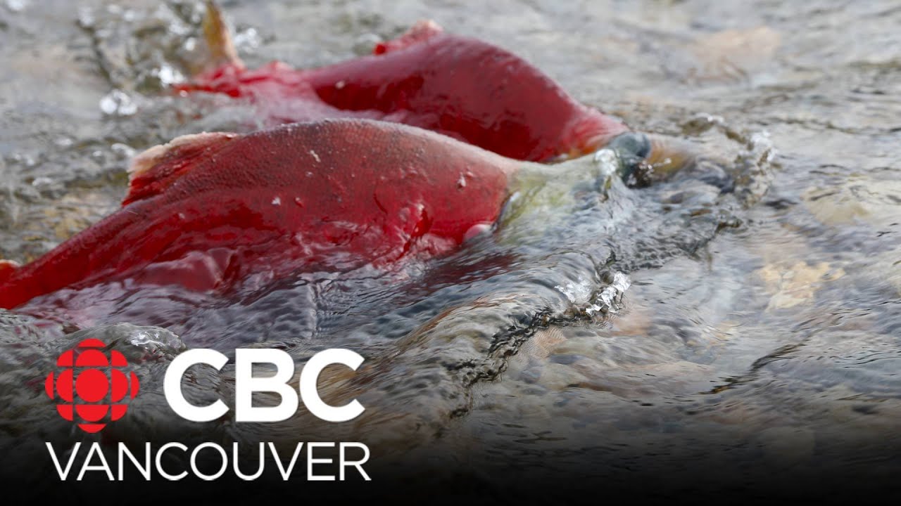 B.C. must do what's necessary to protect wild salmon for everyone, says First Nations advocacy group